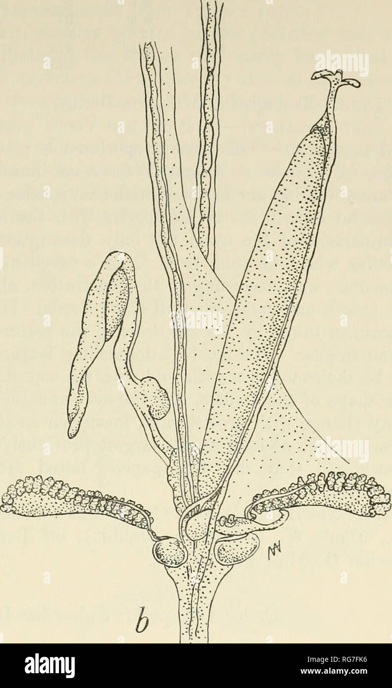 Cigar Shaped Stock Photos & Cigar Shaped Stock Images - Alamy