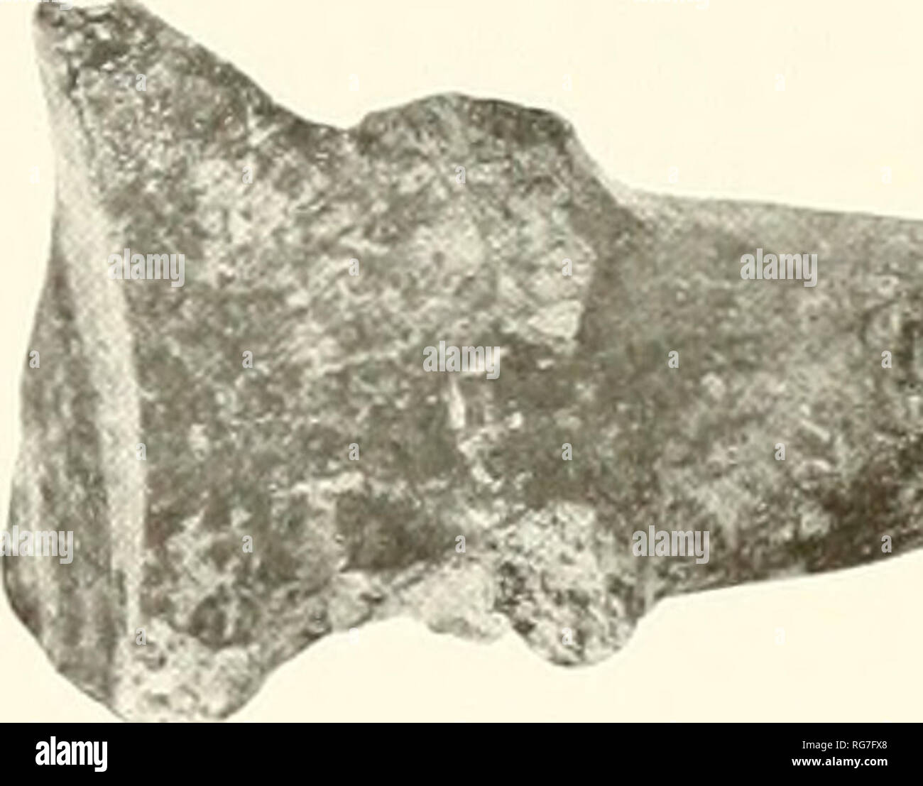 Specimen jars museum of hi-res stock photography and images - Alamy