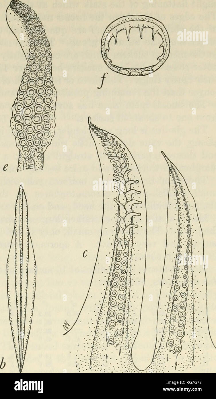 . Bulletin - United States National Museum. Science. d. Figure 16 ...