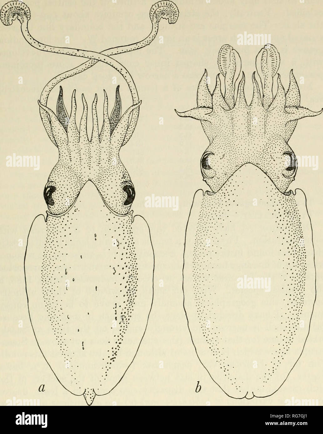 Philippine shells hi-res stock photography and images - Alamy