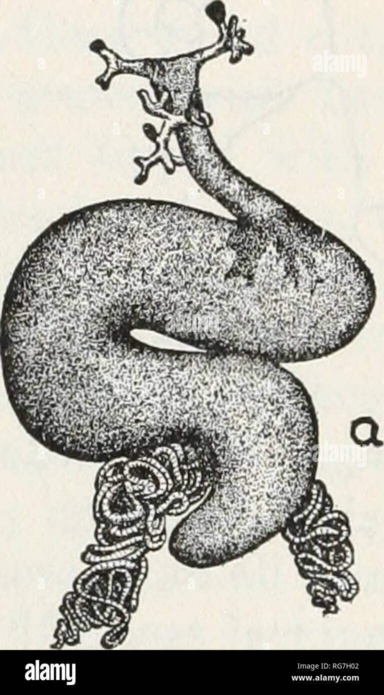 . Bulletin - United States National Museum. Science. 486 BULLETIN 15 8 ...