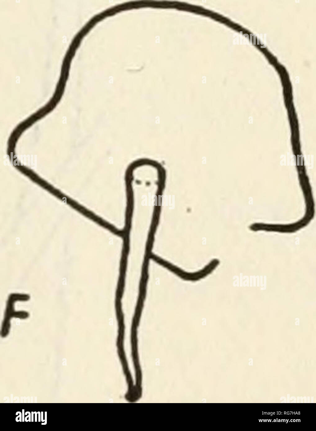 . Bulletin - United States National Museum. Science. Figure 75 ...