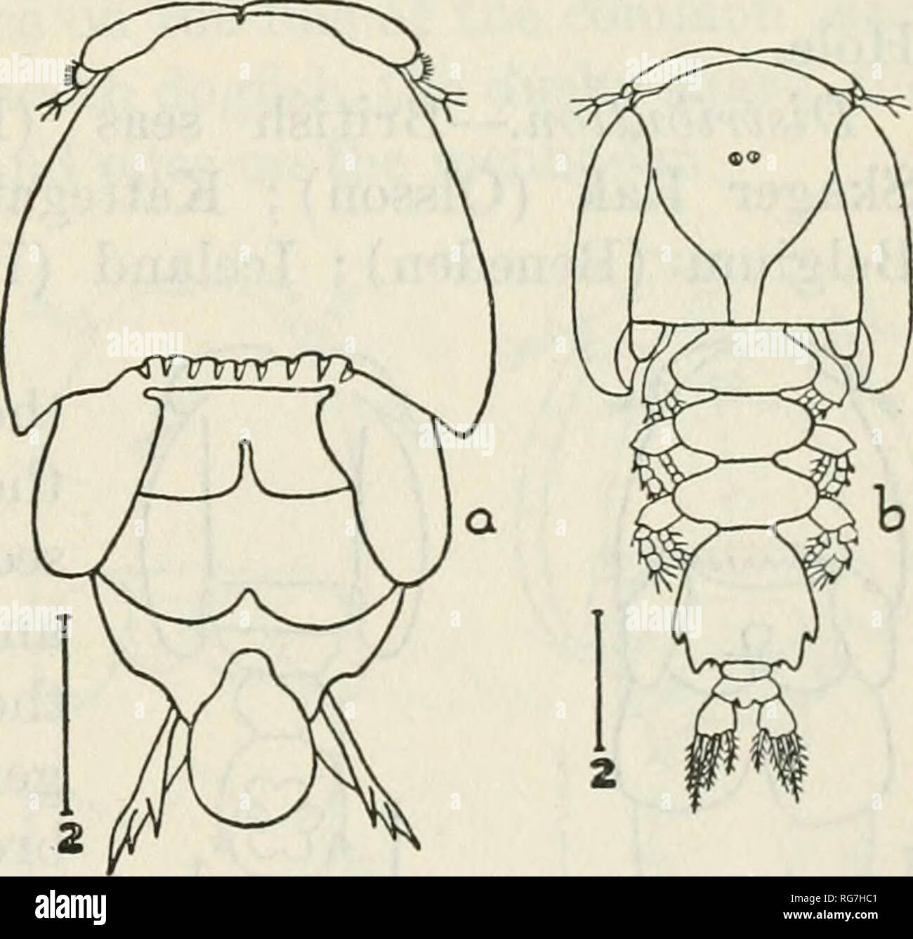 Pandarus hi-res stock photography and images - Alamy