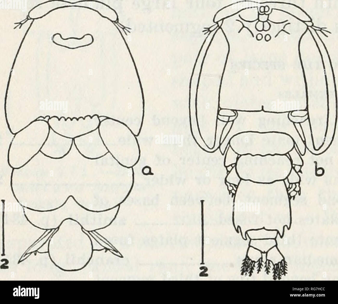 . Bulletin - United States National Museum. Science. 434 BULLETIN" 15 8 ...