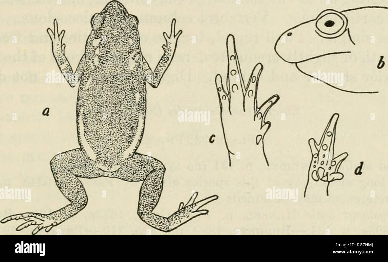 Posterior Frog