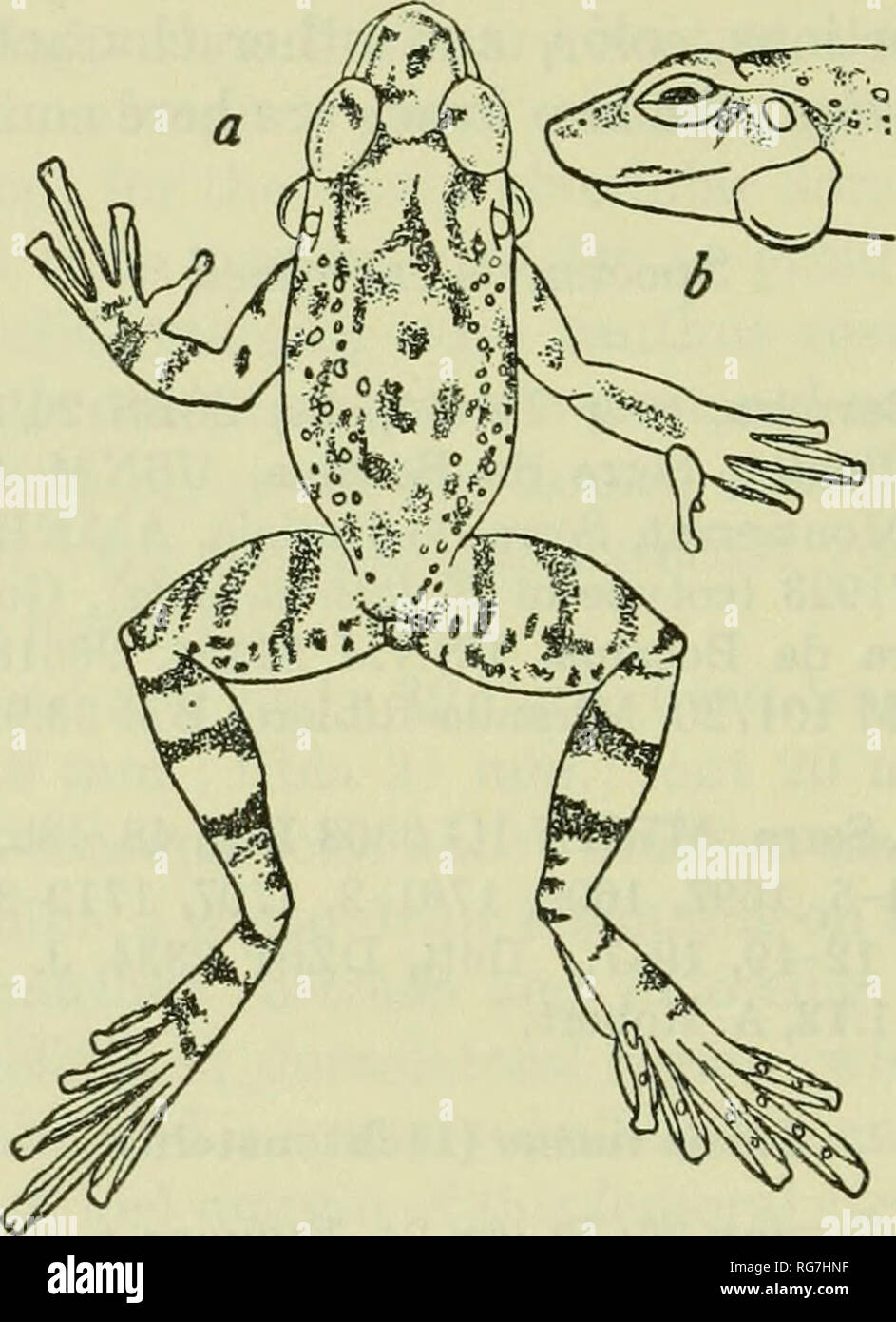 Ranoides hi-res stock photography and images - Alamy