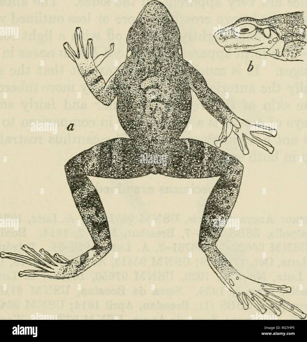 Cochran frogs hi-res stock photography and images - Alamy