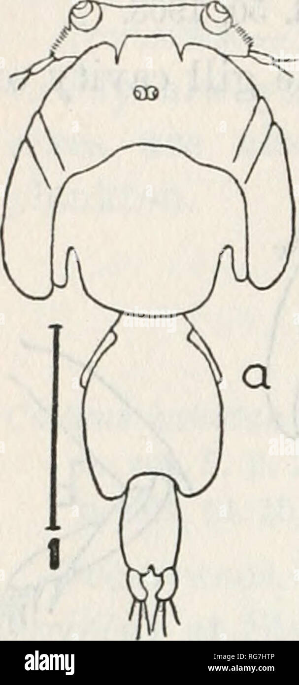 . Bulletin - United States National Museum. Science. 402 BULLETIN 15 8 ...