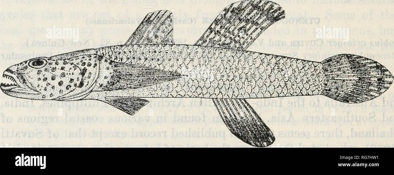 Elongate goby hi-res stock photography and images - Alamy