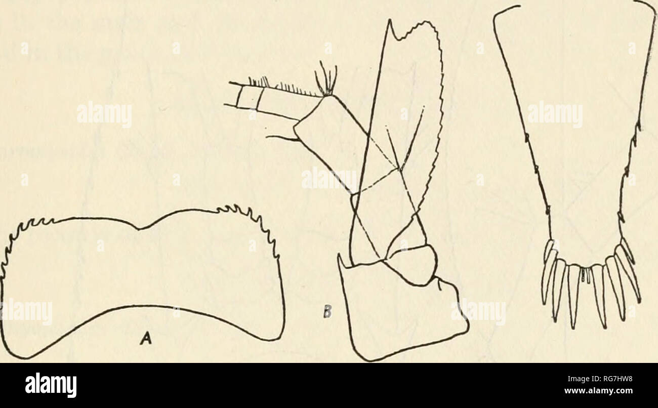 Mysidacea hi-res stock photography and images - Alamy