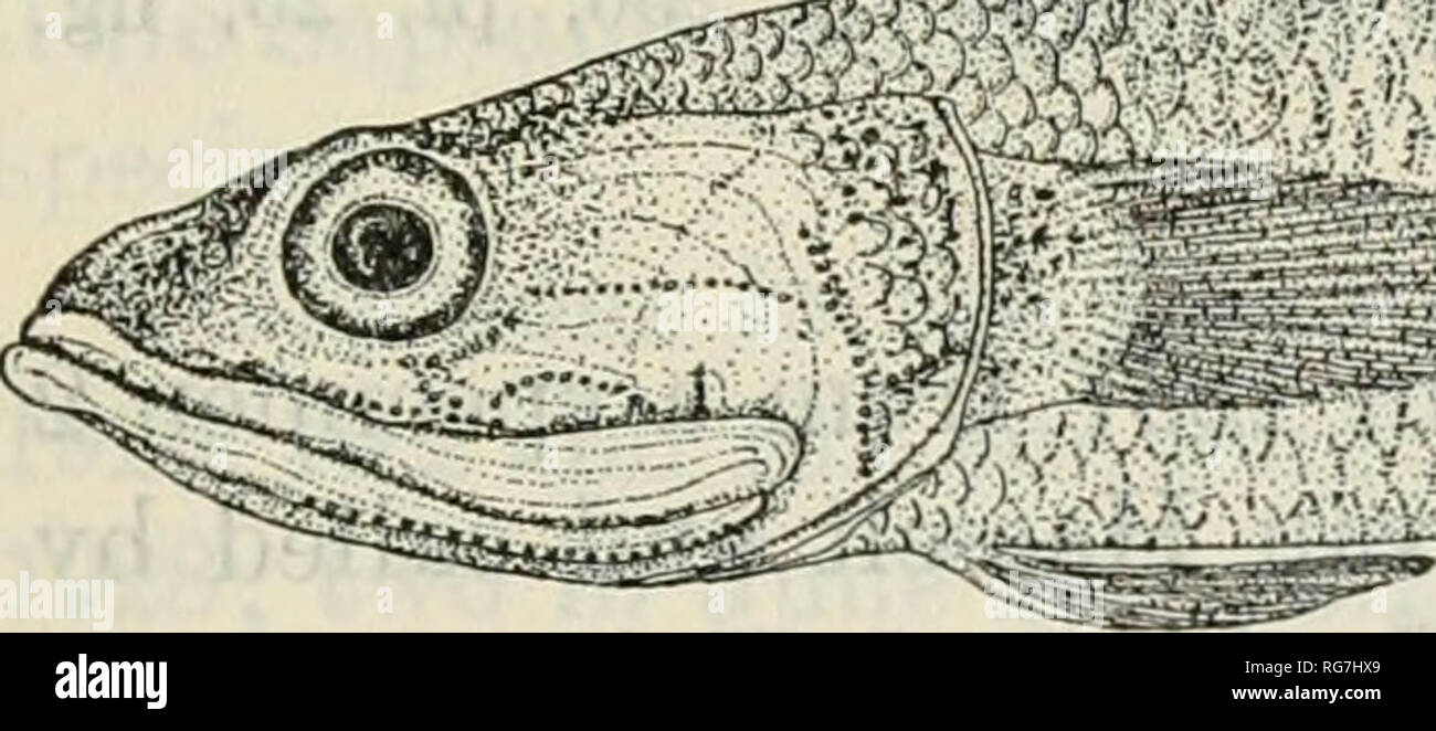 Flattened peduncle hi-res stock photography and images - Alamy