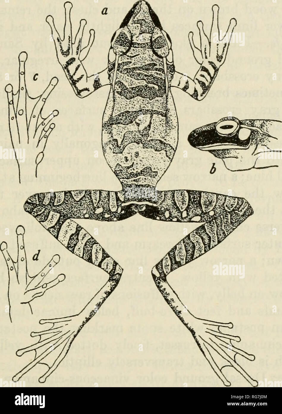 . Bulletin - United States National Museum. Science. FROGS OF ...
