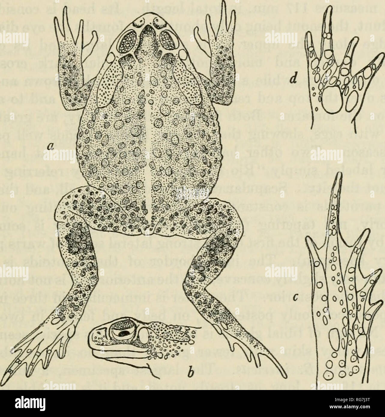 . Bulletin - United States National Museum. Science. FROGS OF ...