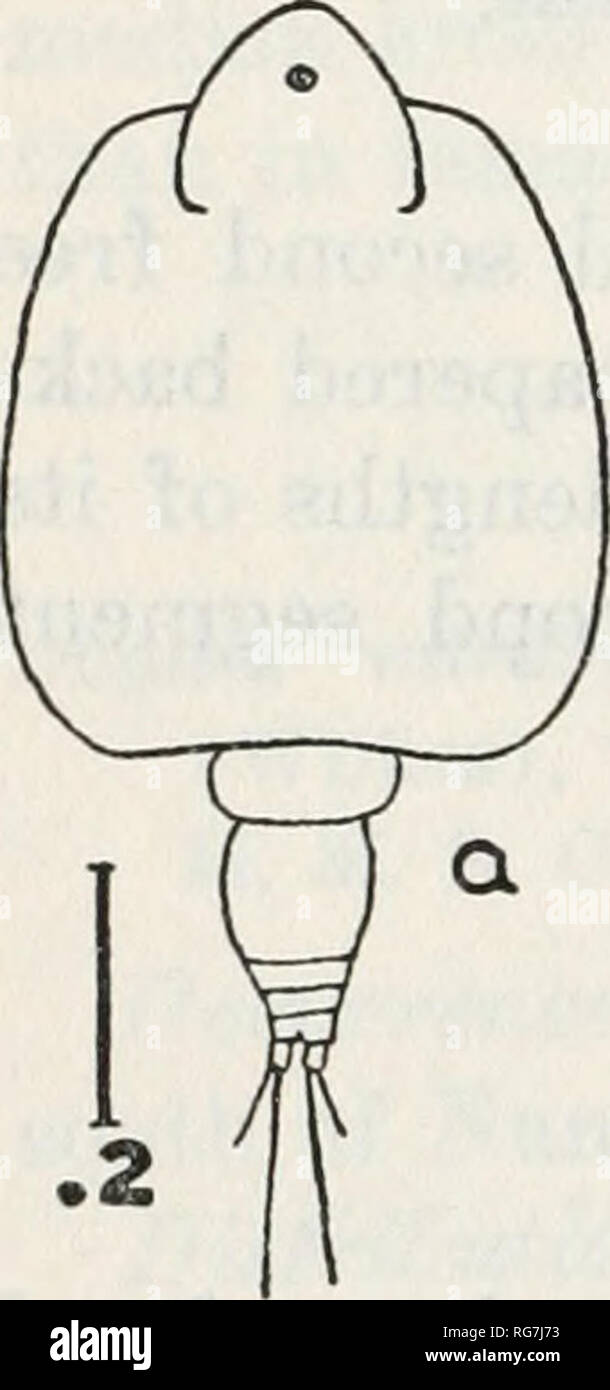 Apical claw hi-res stock photography and images - Alamy