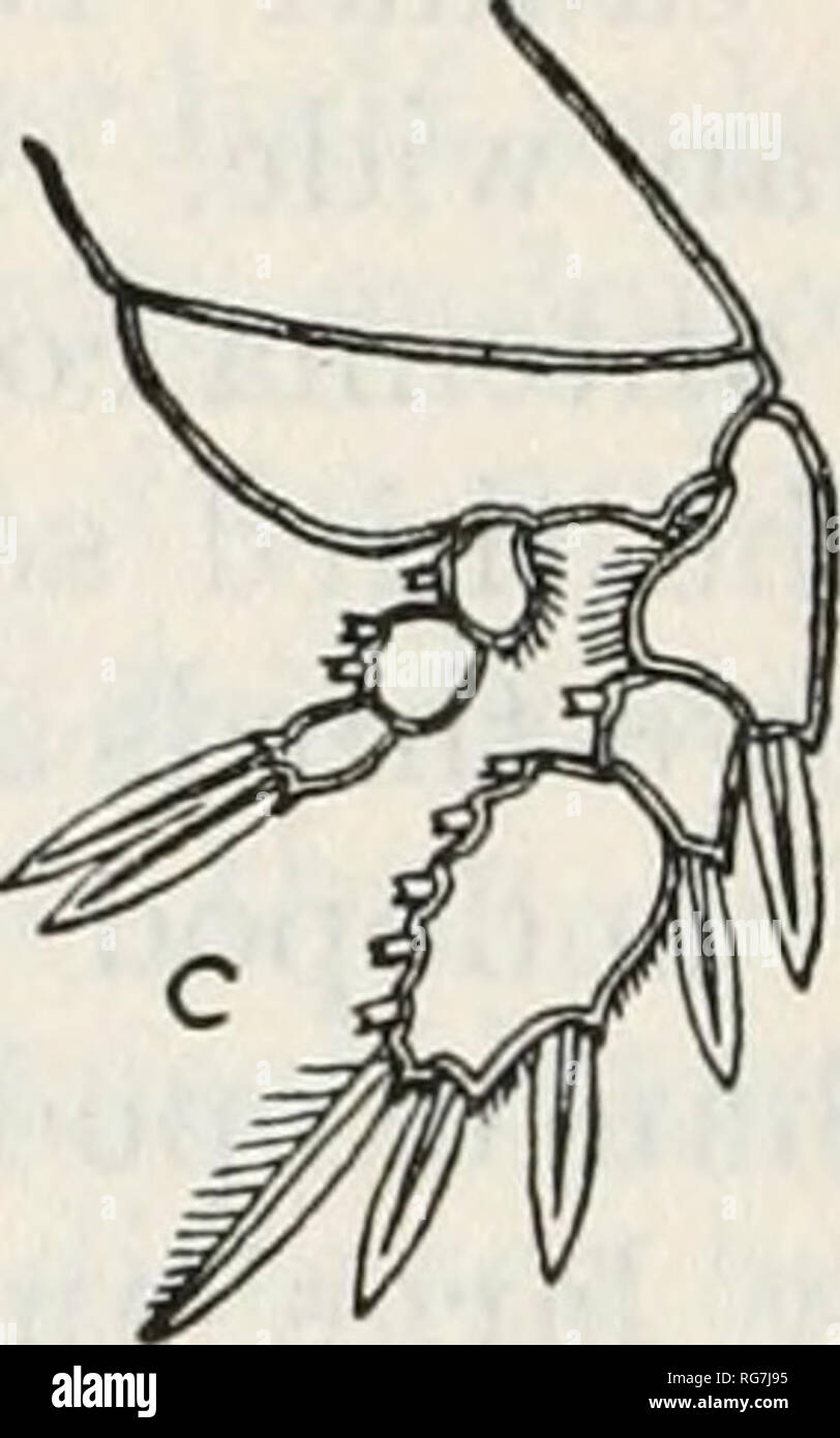 Awl head hi-res stock photography and images - Alamy