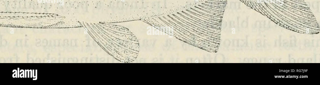 Osteogeneiosus militaris hi-res stock photography and images - Alamy