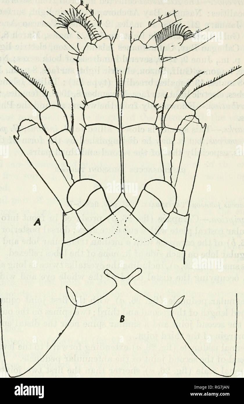 Rostral scale hi-res stock photography and images - Alamy