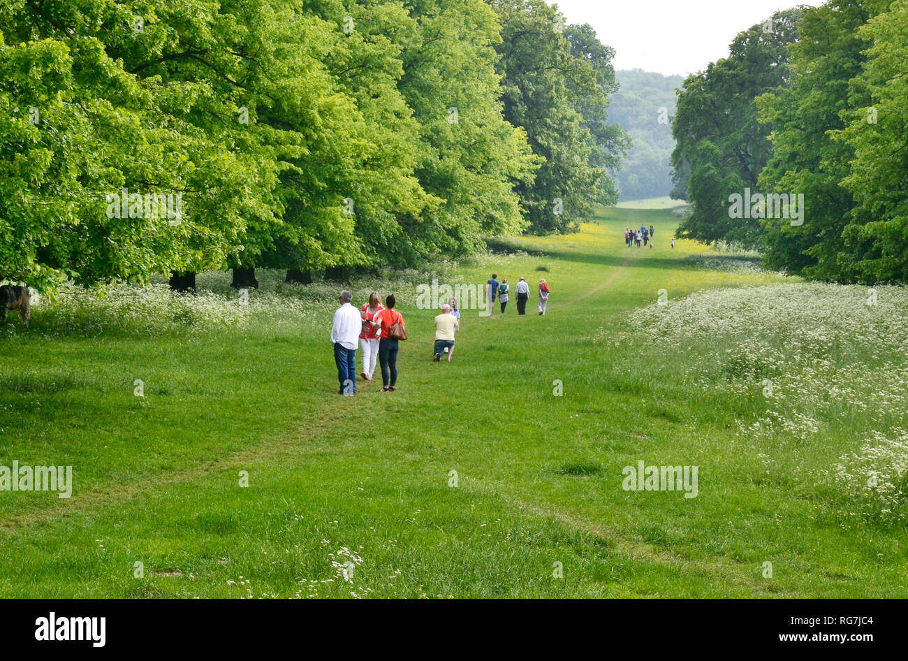 People walking through the avenue at Tring Park, Tring, Hertfordshire ...