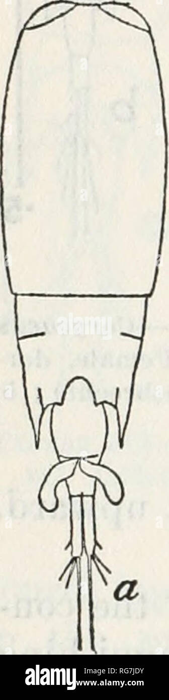 Corycaeus hi-res stock photography and images - Alamy