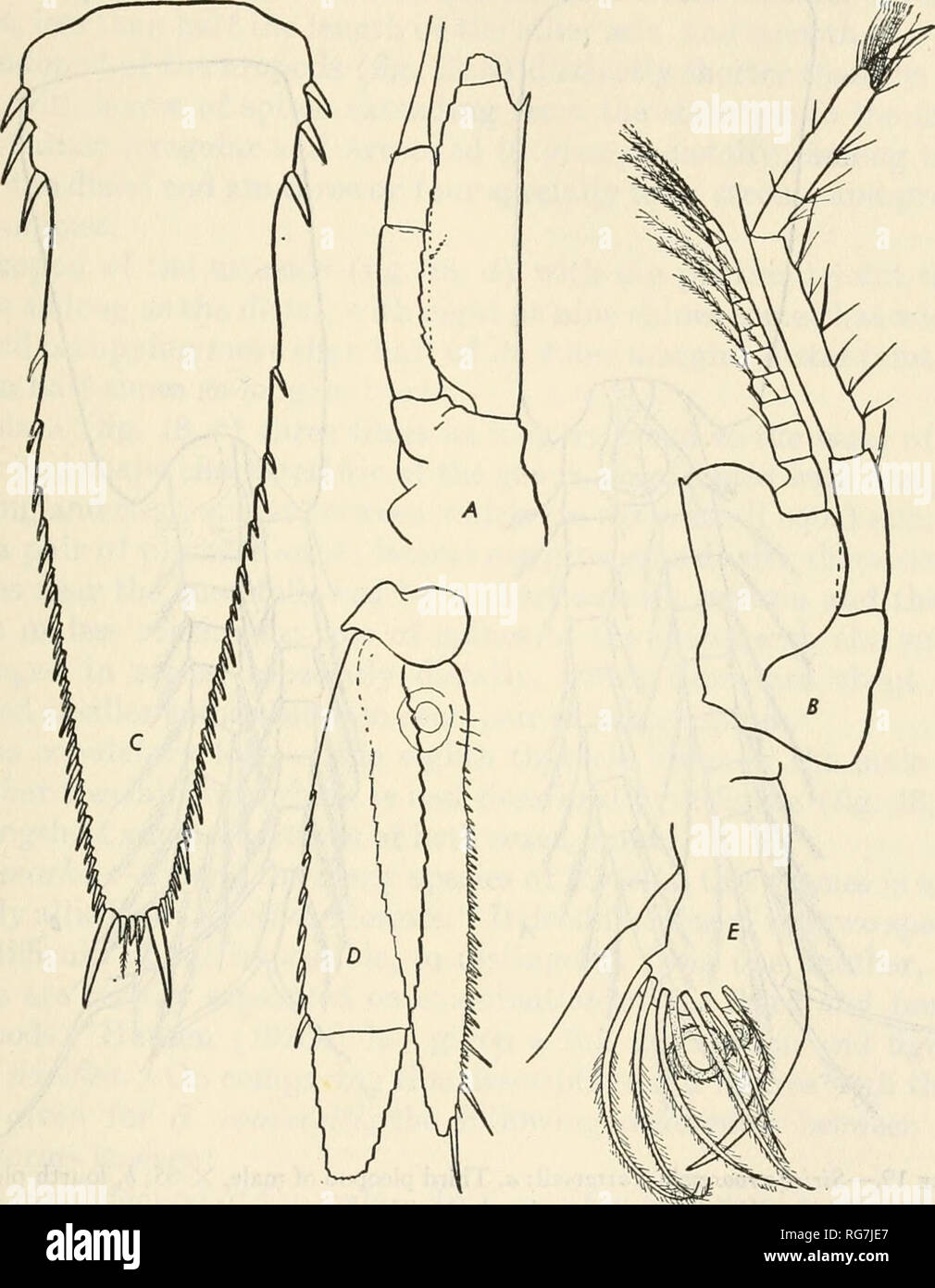 . Bulletin - United States National Museum. Science. A REVIEW OF THE ...