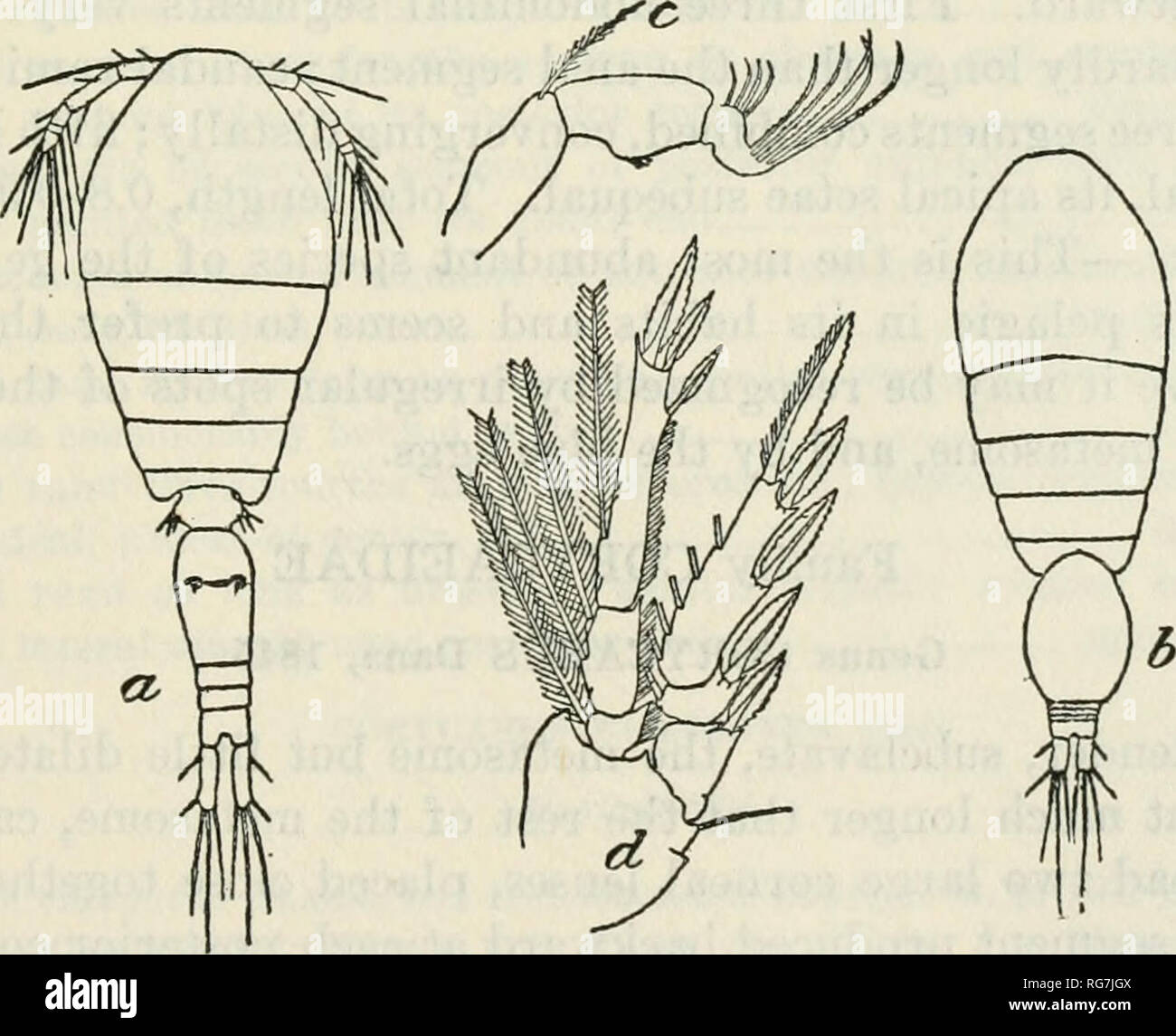 . Bulletin - United States National Museum. Science. Figure 212.—Oncaea ...