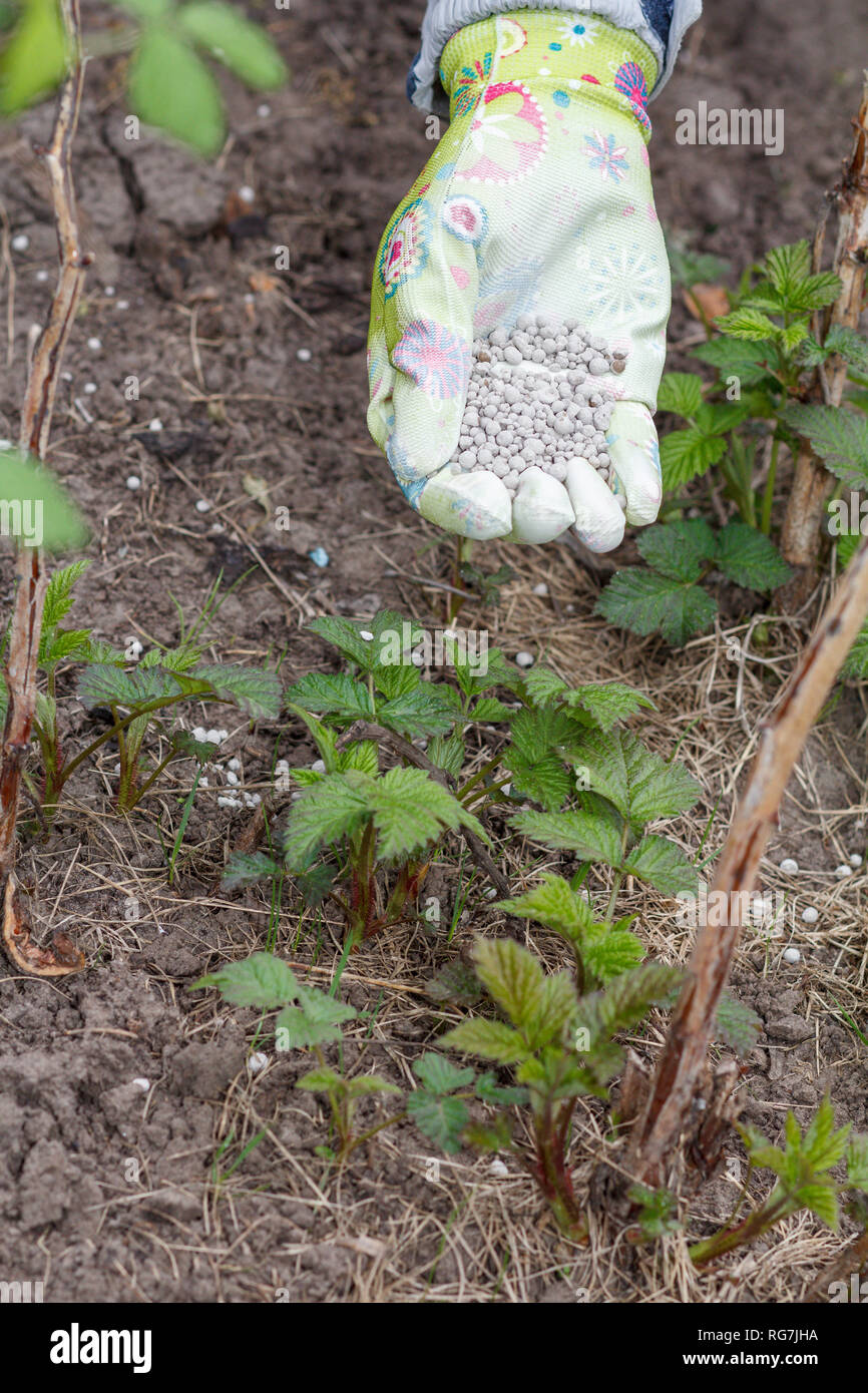 Raspberry fertilizer hi-res stock photography and images - Alamy