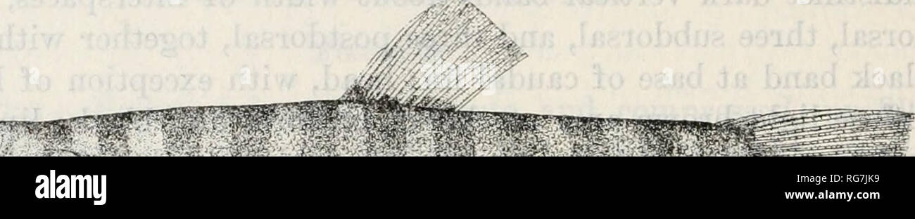 Dorsal maxillary beak hi-res stock photography and images - Alamy