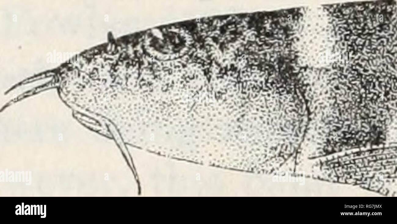 . Bulletin - United States National Museum. Science. 310 BULLETIN 188 ...