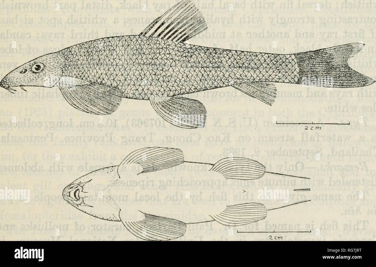 . Bulletin - United States National Museum. Science. FRESH-WATER FISHES ...