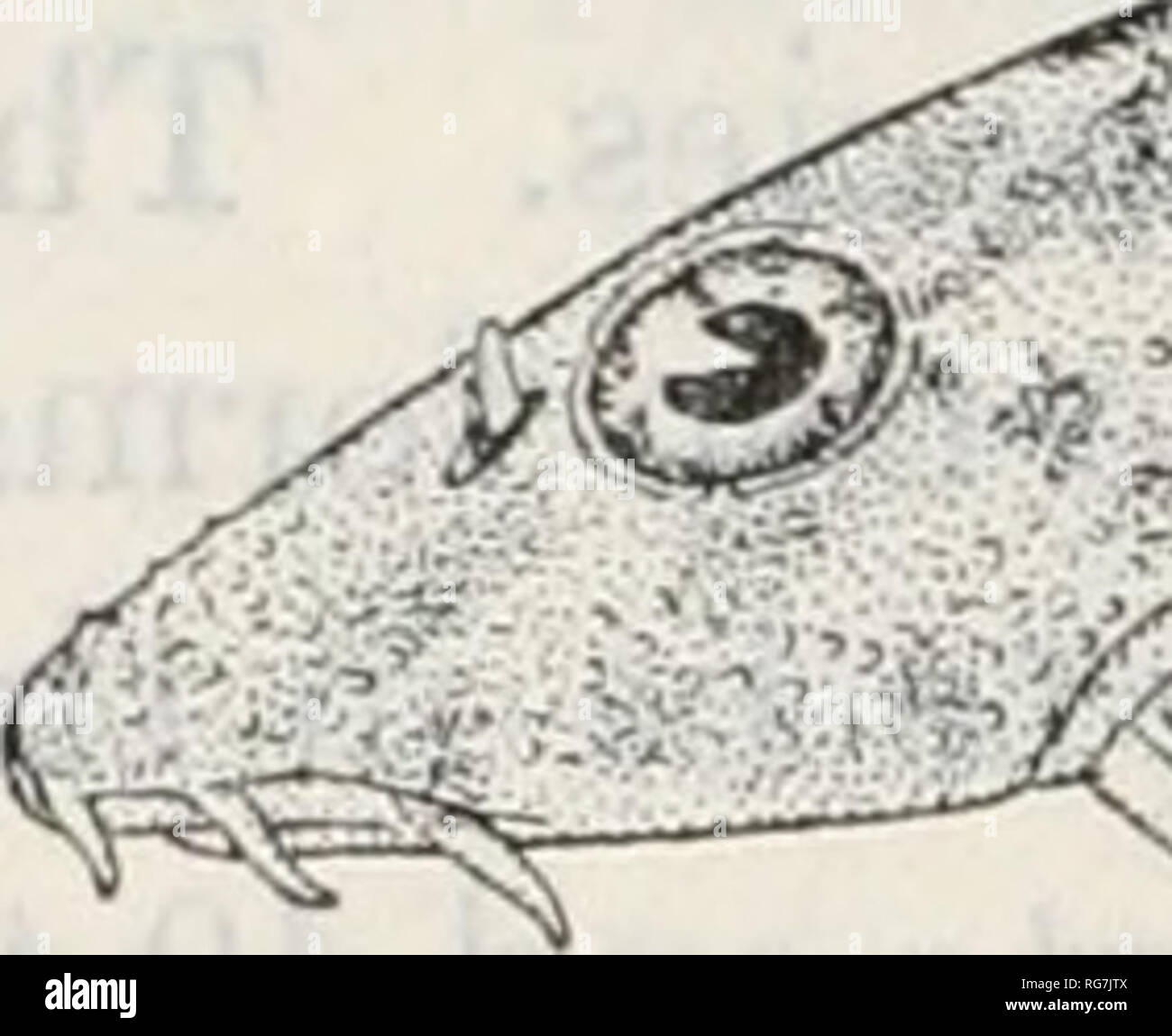 . Bulletin - United States National Museum. Science. 276 BULLETIN 188 ...