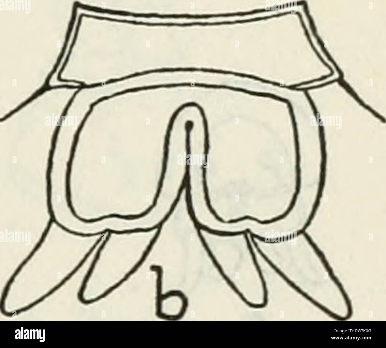 . Bulletin - United States National Museum. Science. COPEPODS OF THE ...