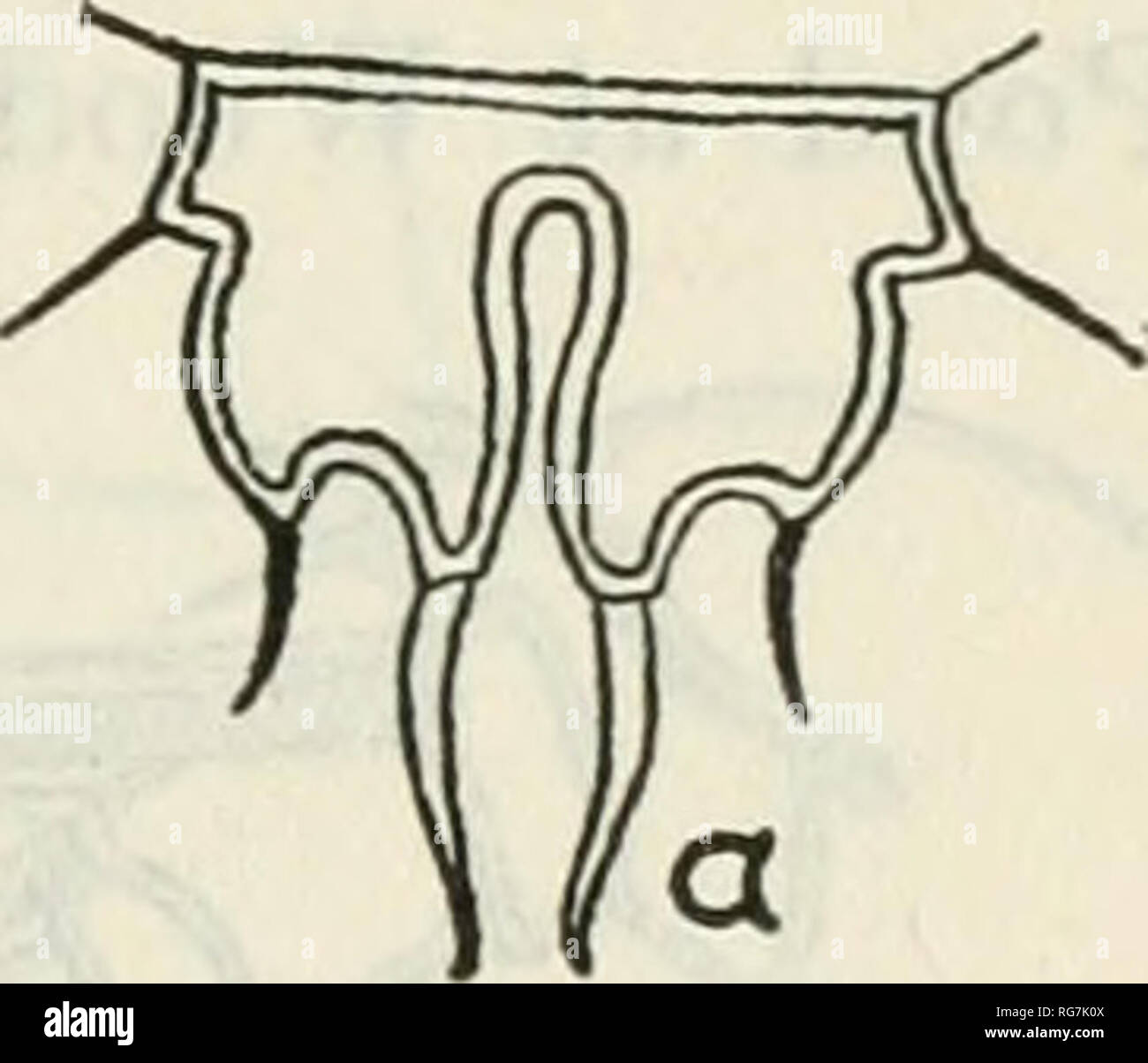 . Bulletin - United States National Museum. Science. COPEPODS OF THE ...