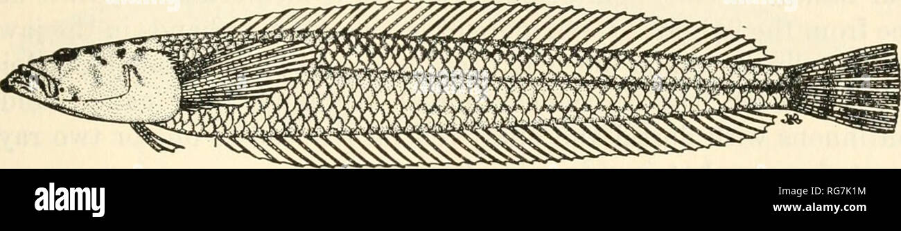 . Bulletin - United States National Museum. Science. THE SHORE FISHES ...