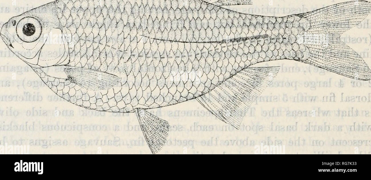 . Bulletin - United States National Museum. Science. 220 BULLETIN 188 ...