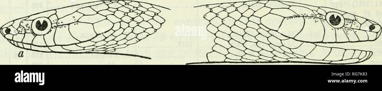 Genus alsophis hi-res stock photography and images - Alamy