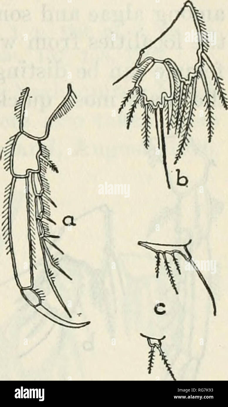. Bulletin - United States National Museum. Science. COPEPODS OP THE ...