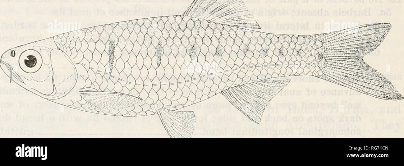 Developed gill rakers hi-res stock photography and images - Alamy