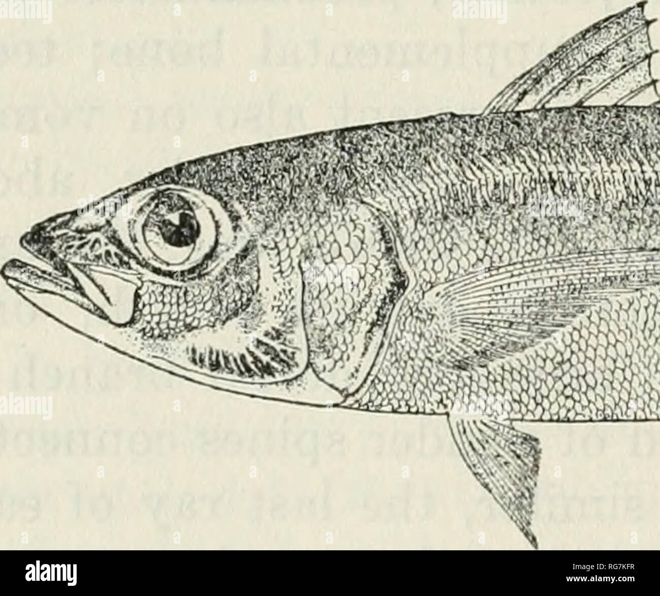 Murphyi hi-res stock photography and images - Alamy