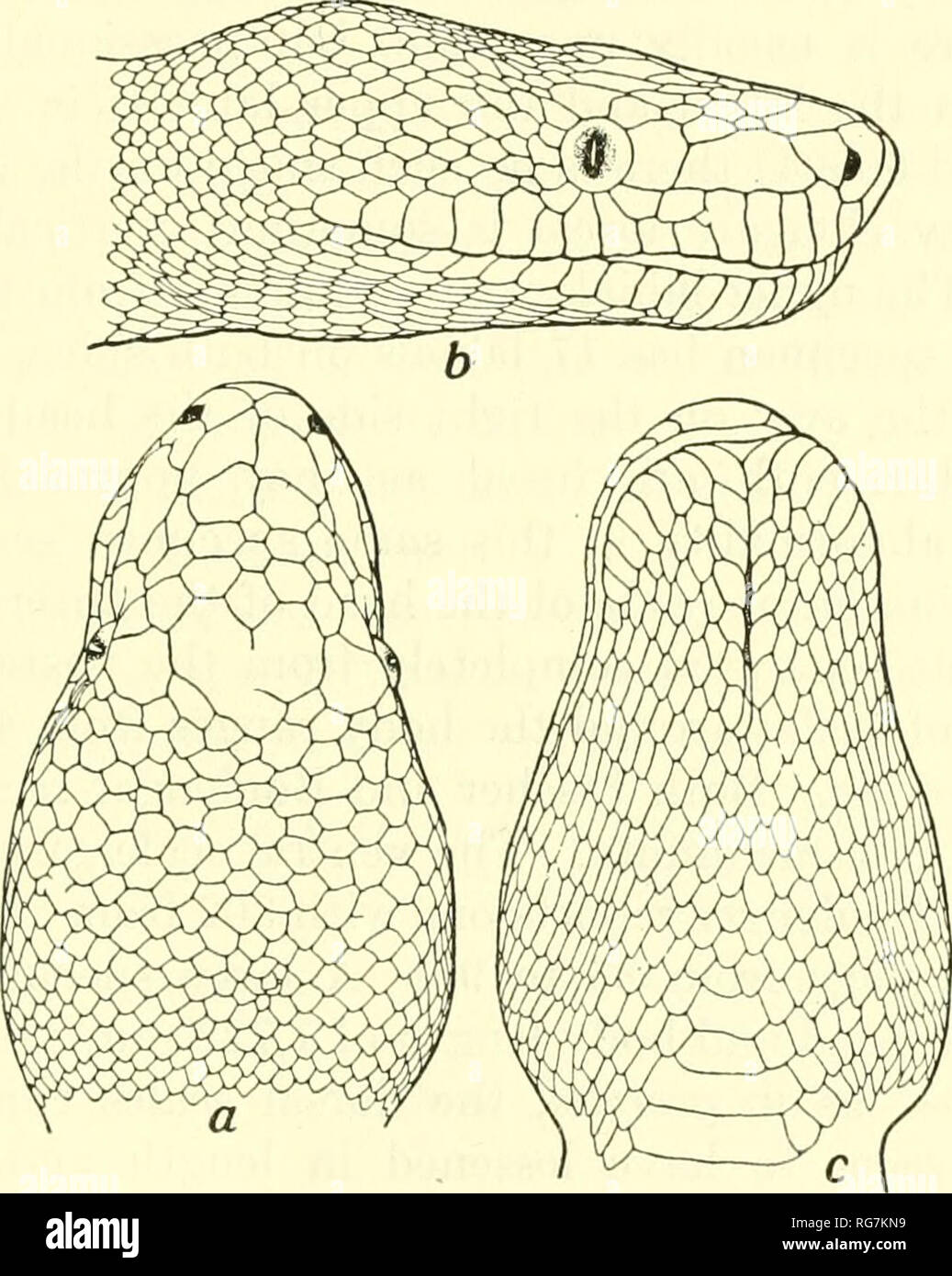 . Bulletin - United States National Museum. Science. THE HERPETOLOGY OF ...
