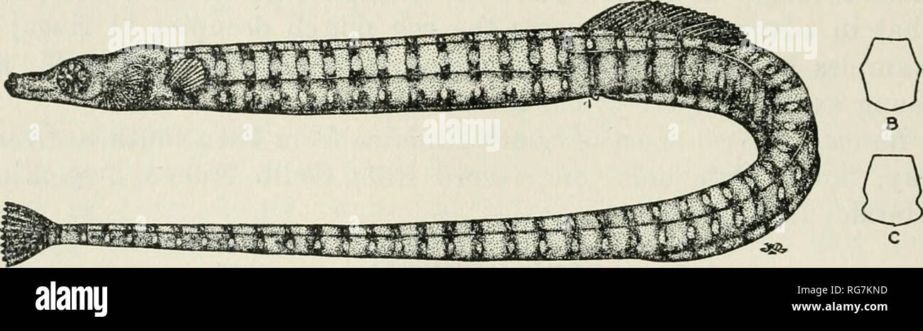 Body ridges hi-res stock photography and images - Alamy