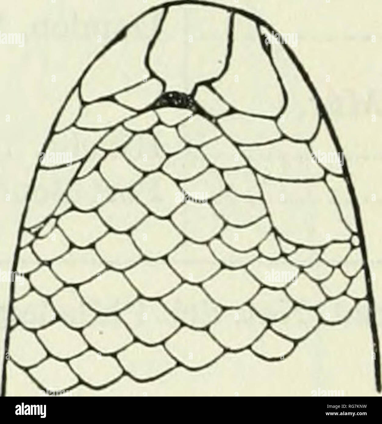 . Bulletin - United States National Museum. Science. a ' c Figure 89 ...
