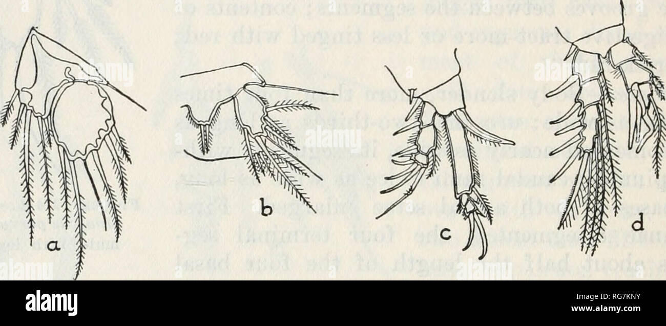 Female genital hair hi-res stock photography and images - Alamy