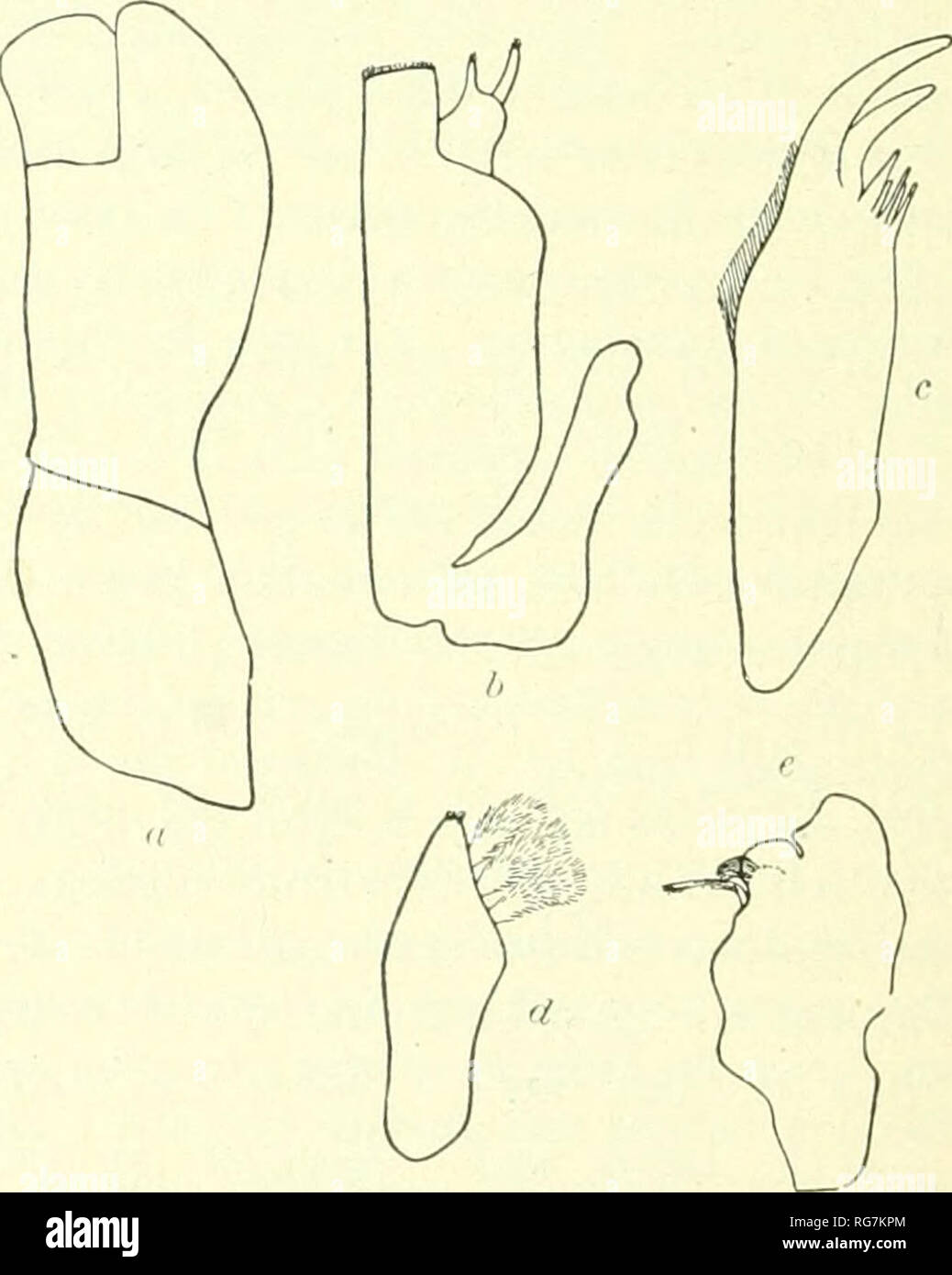 Oblong shield hi-res stock photography and images - Alamy