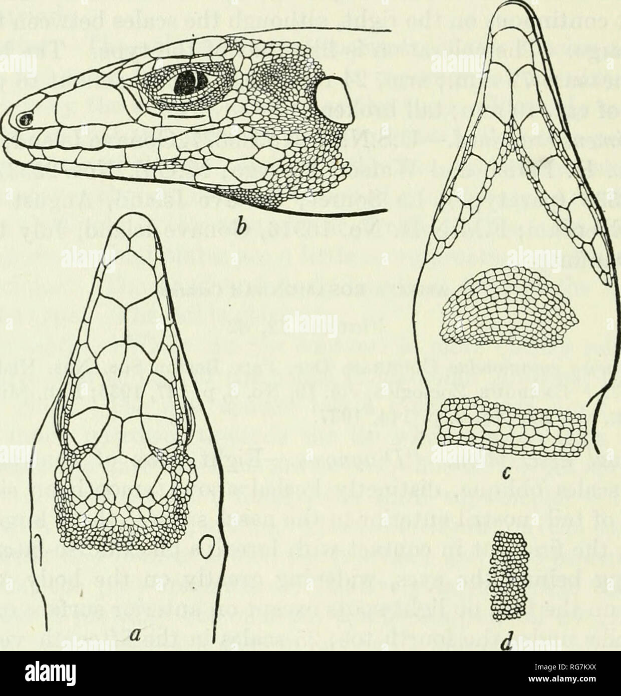 . Bulletin - United States National Museum. Science. 296 BULLETIN 17 7 ...