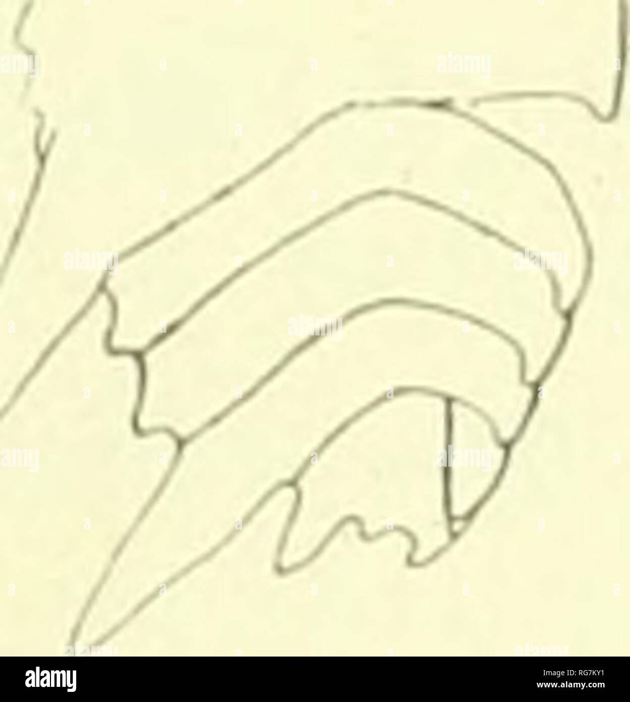 . Bulletin - United States National Museum. Science. ISOPODS OF NORTH ...