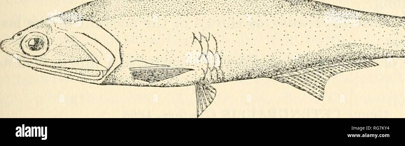 Naso panama hi-res stock photography and images - Alamy