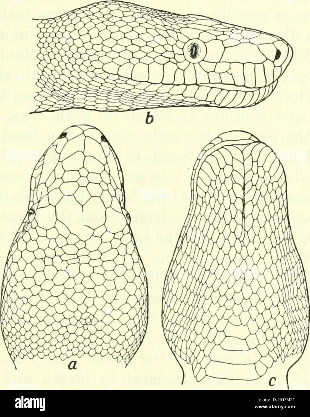 Buff scales hi-res stock photography and images - Alamy