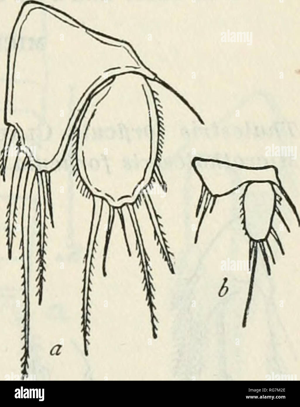 . Bulletin - United States National Museum. Science. COPEPODS OP THE ...