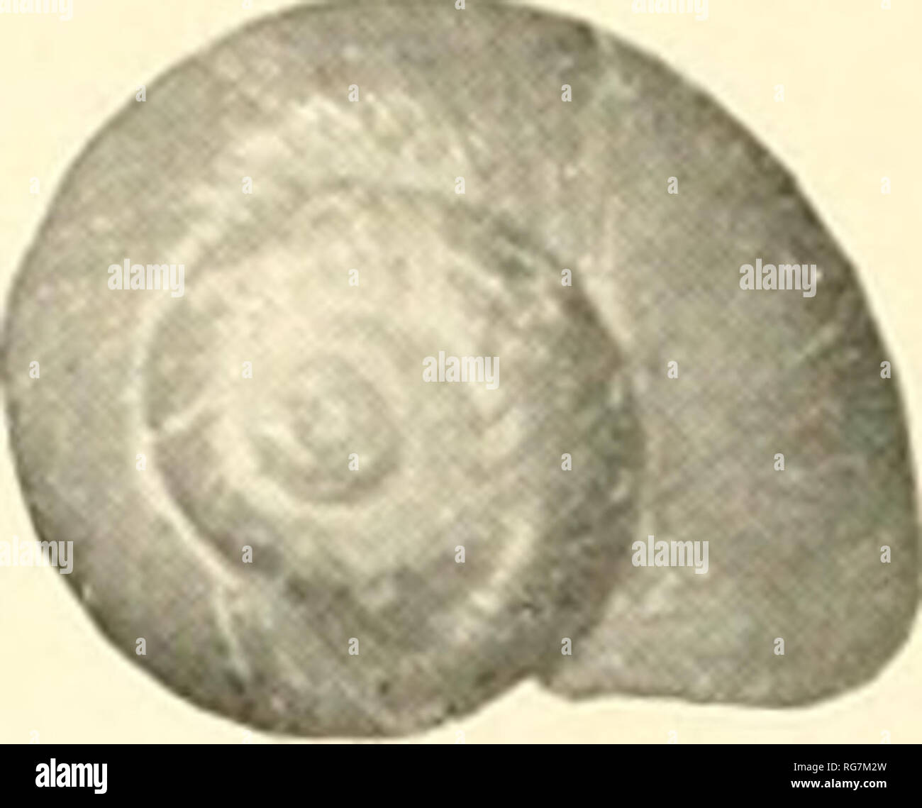 . Bulletin - United States National Museum. Science. . Please note that ...