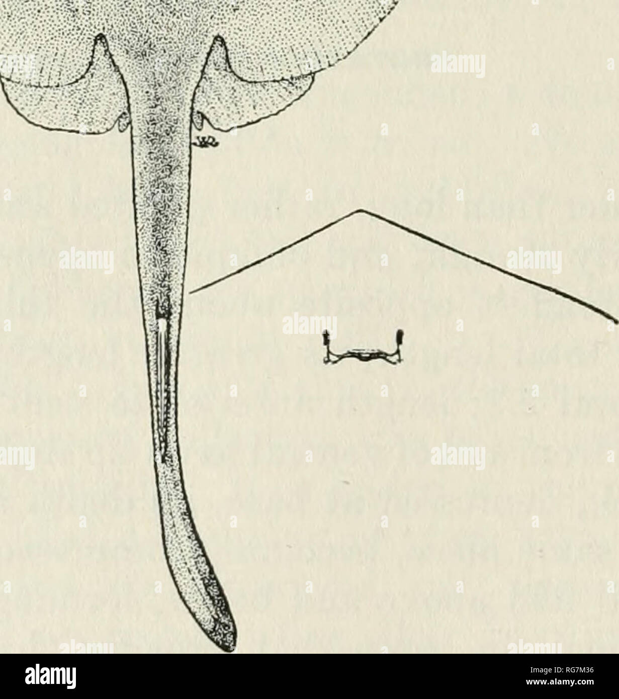 Rounded cusps hi-res stock photography and images - Alamy